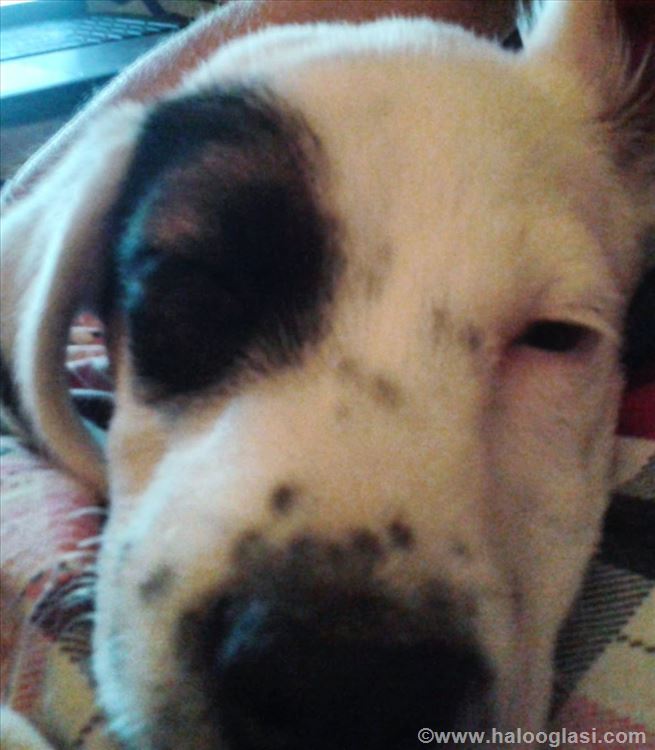 Šetnja pasa | Halo Oglasi