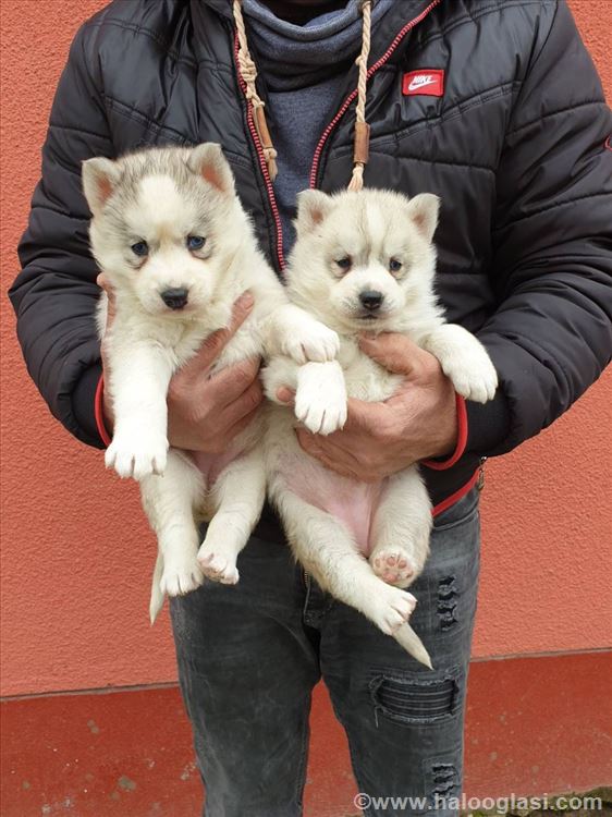 Sibirski haski , štene | Halo Oglasi