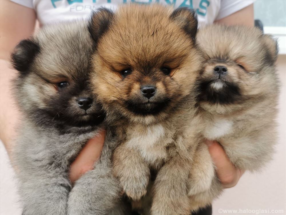 Pomeranski špic , Boo medvedic Izuzetno štene | Halo Oglasi
