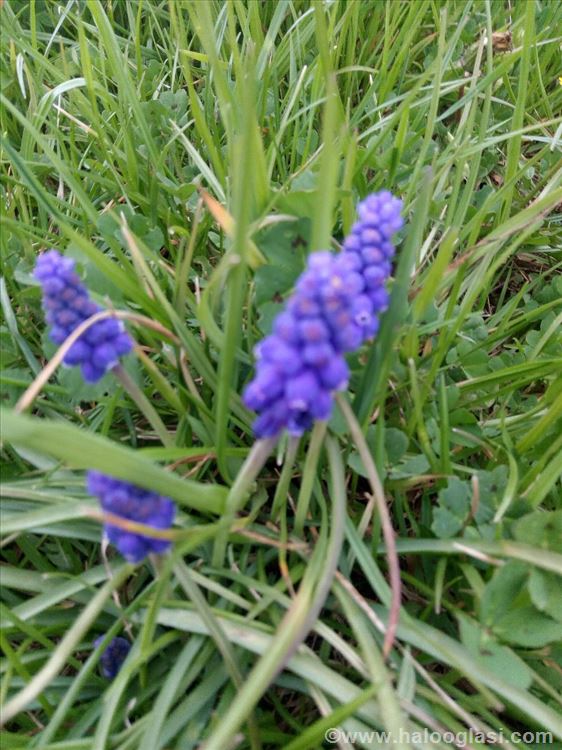 Scilla (divlji zu najbolja protiv krtica provereno | Halo Oglasi