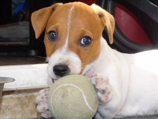 Prodaja pasa i psi na poklon Džek Rasel terijer | Halo oglasi