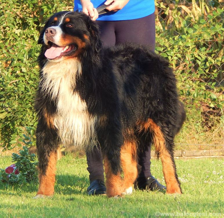 Bernski pastirski pas, odrastao pas | Halo Oglasi