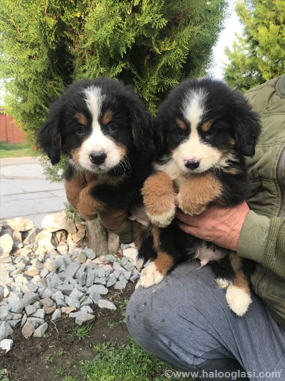 Bernski pastirski pas, štene | Halo Oglasi