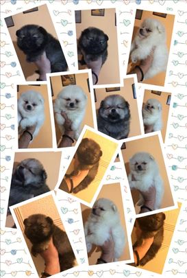 Prodaja pasa i psi na poklon Pomeranac | Halo oglasi