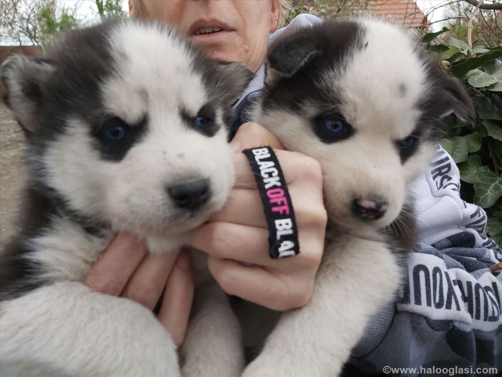 Sibirski haski , štene | Halo Oglasi