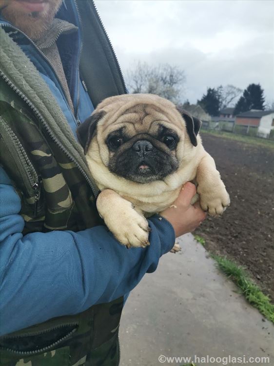 Mops , odrastao pas | Halo Oglasi