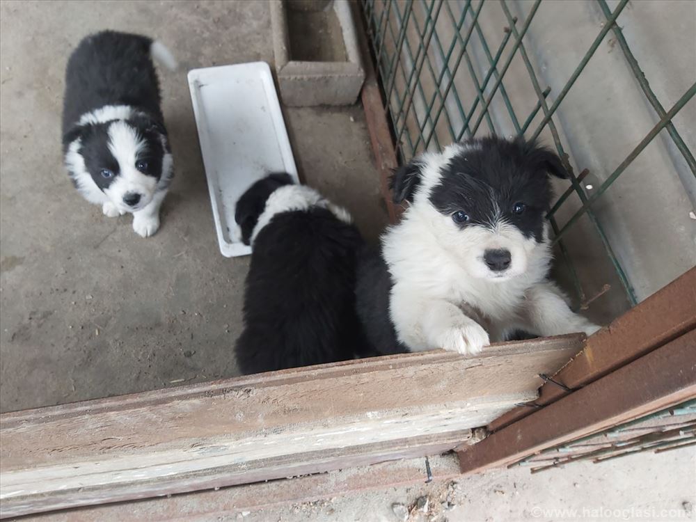 Border koli, štene | Halo Oglasi