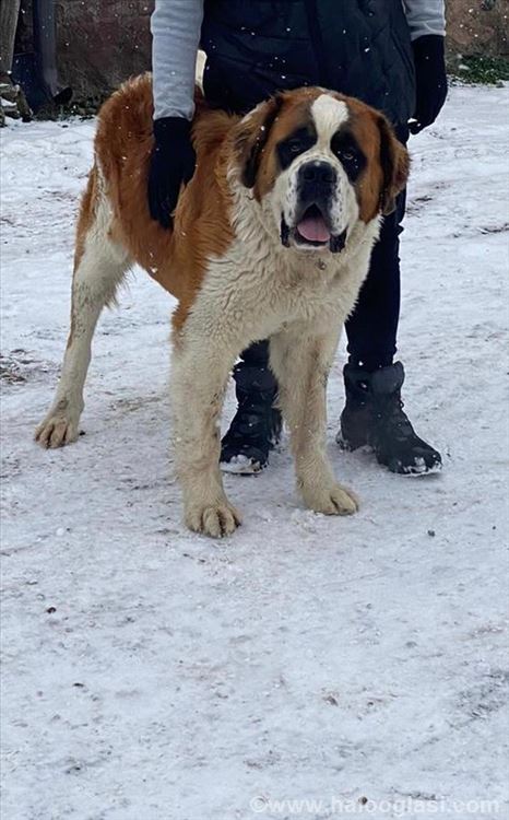 Bernardinac, mlad pas za parenje | Halo Oglasi