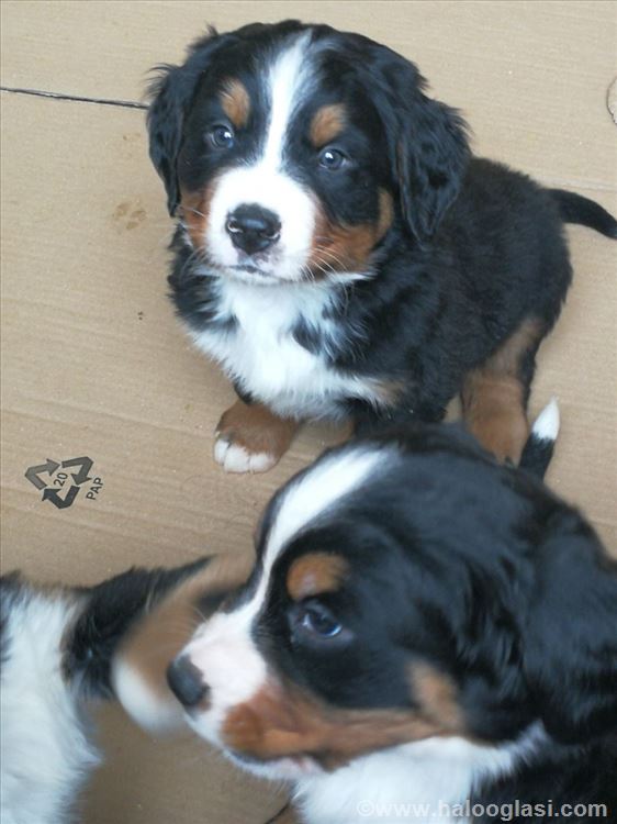 Bernski pastirski pas, štene | Halo Oglasi