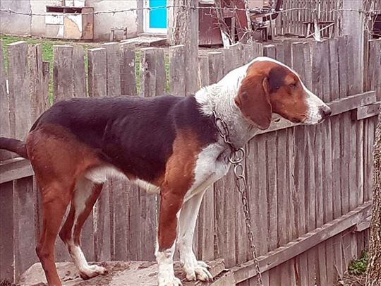 Oglasi za pse Srpski trobojni gonič | Halo oglasi