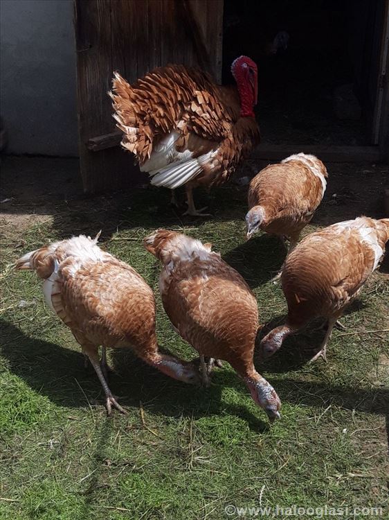 Kalifornijske crvene ćurke | Halo Oglasi