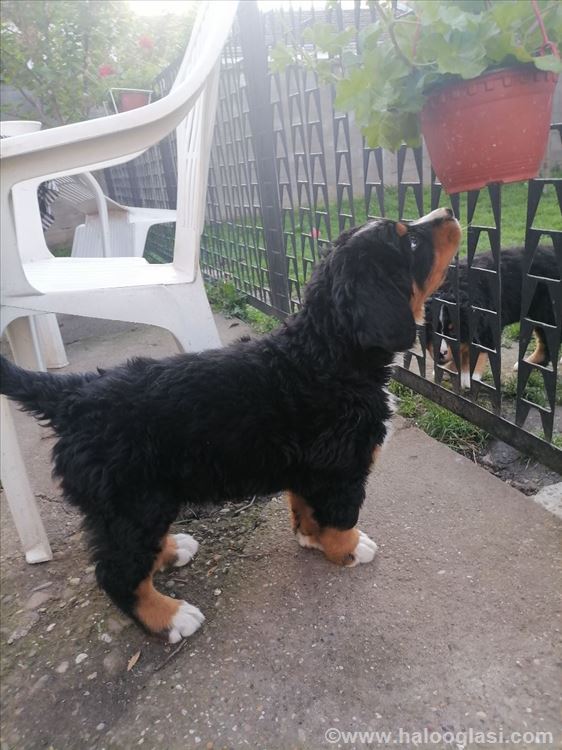 Bernski pastirski pas, štene | Halo Oglasi