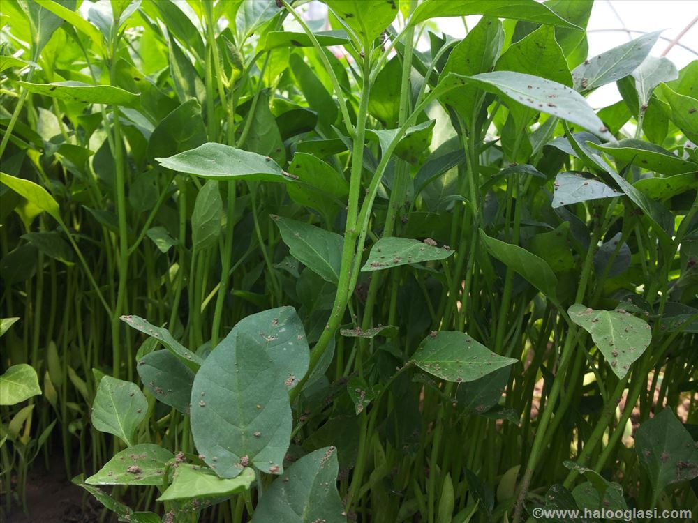 Rasad Paprike sorta Dukat | Halo Oglasi