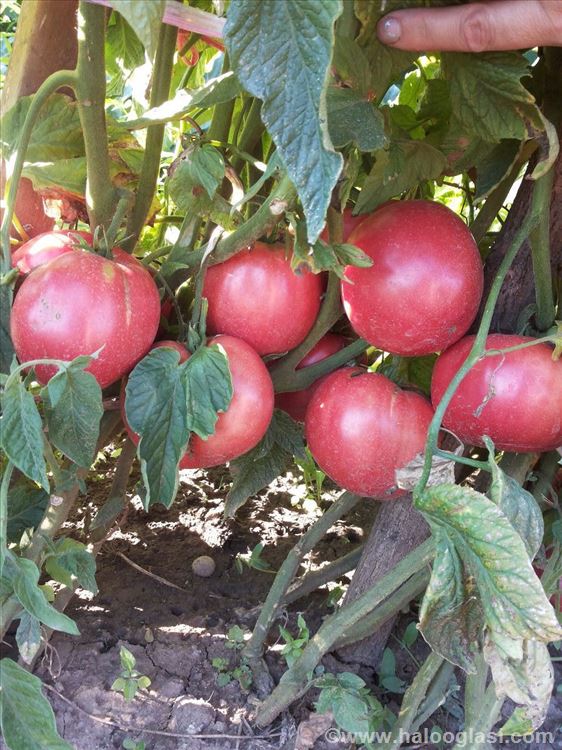 Rasad Paradajza sorte Amati | Halo Oglasi