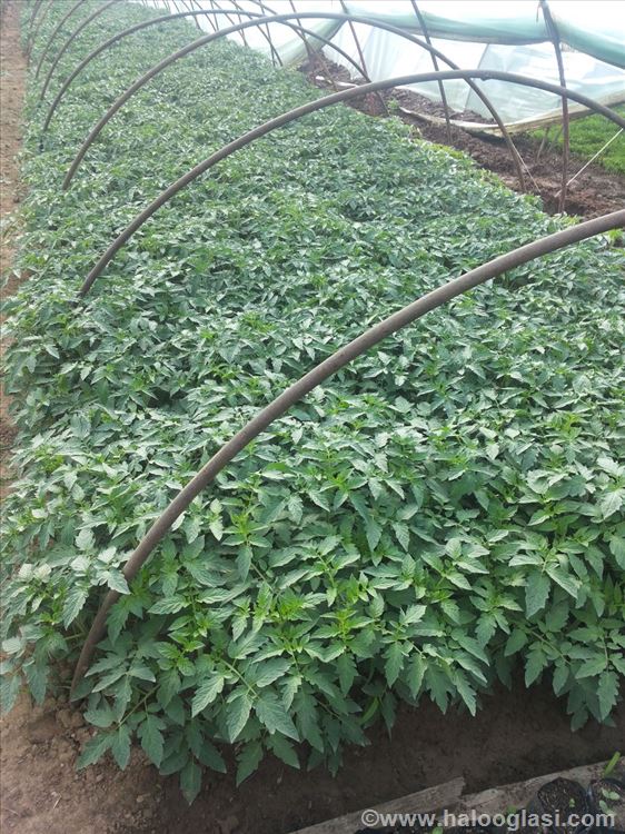 Rasad Paradajza sorte Ceri | Halo Oglasi