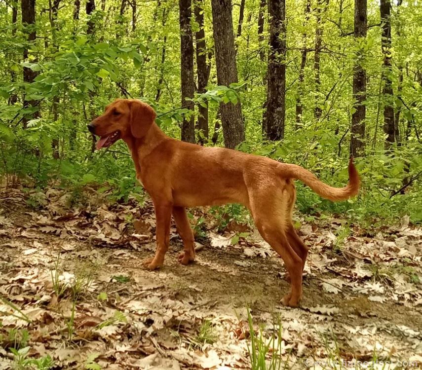 Srpski gonič, mlad pas | Halo Oglasi