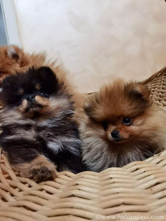 Pomeranac boo stenci na prodaju | Halo Oglasi