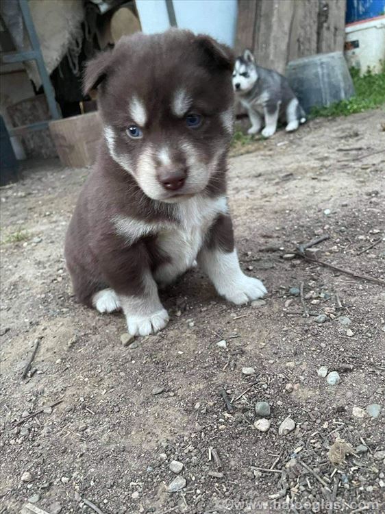 Sibirski haski , štene | Halo Oglasi