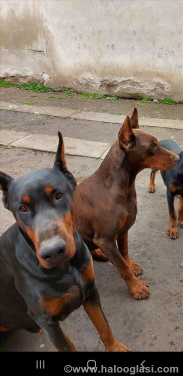 Doberman , štene | Halo Oglasi