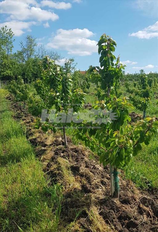 Prodaje se zasad trešnje - Topola, selo Šume | Halo Oglasi