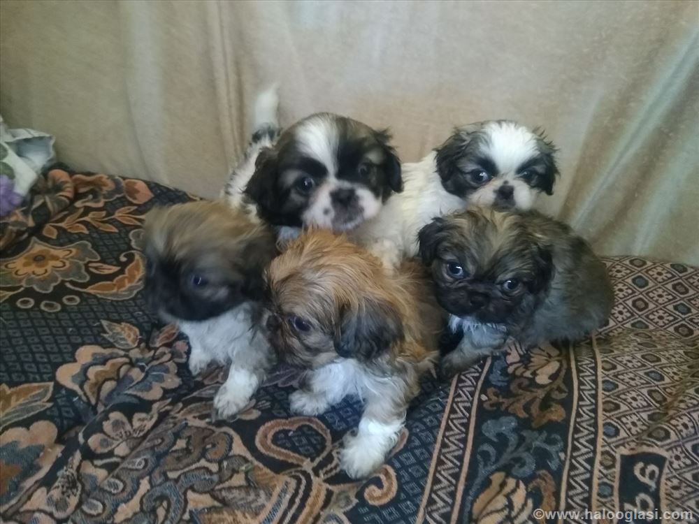Pekinezer, štene | Halo Oglasi