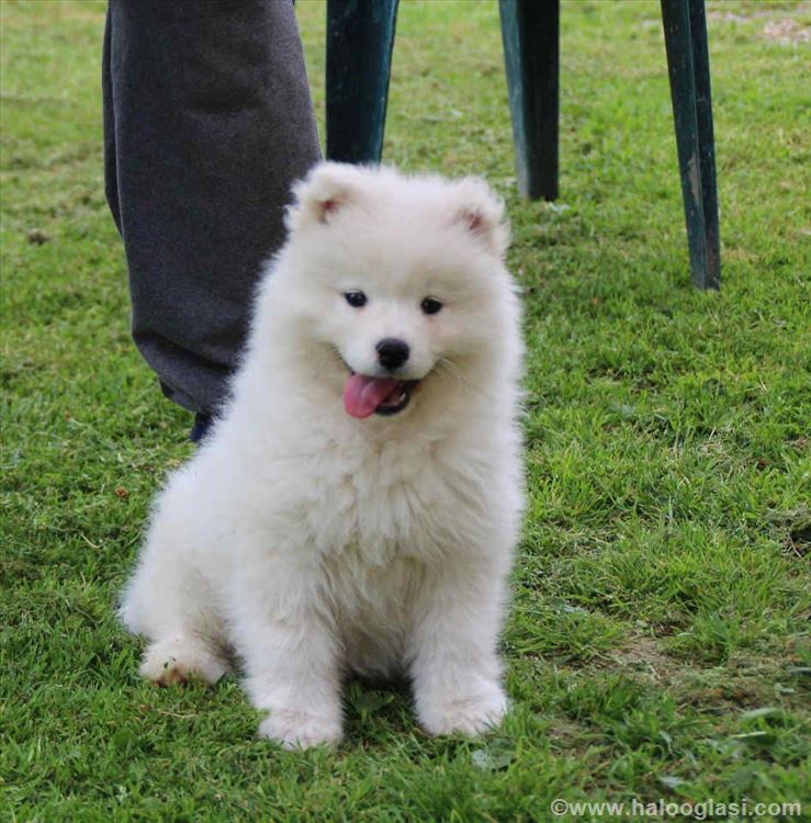 Stenci samojeda pravi predstavnici rase | Halo Oglasi