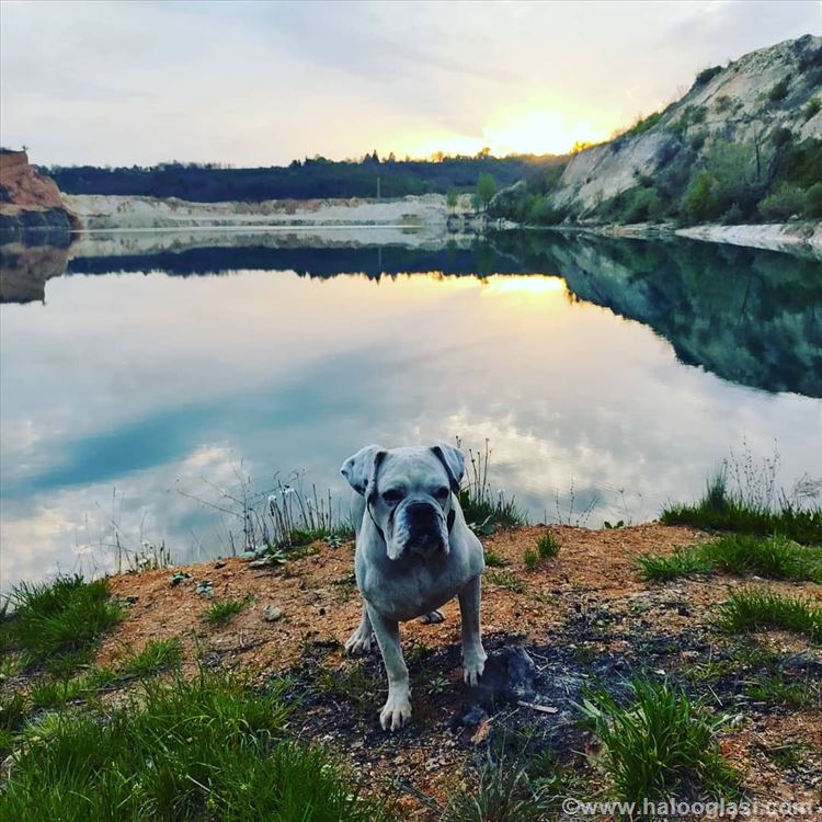Nemački bokser, odrastao pas | Halo Oglasi