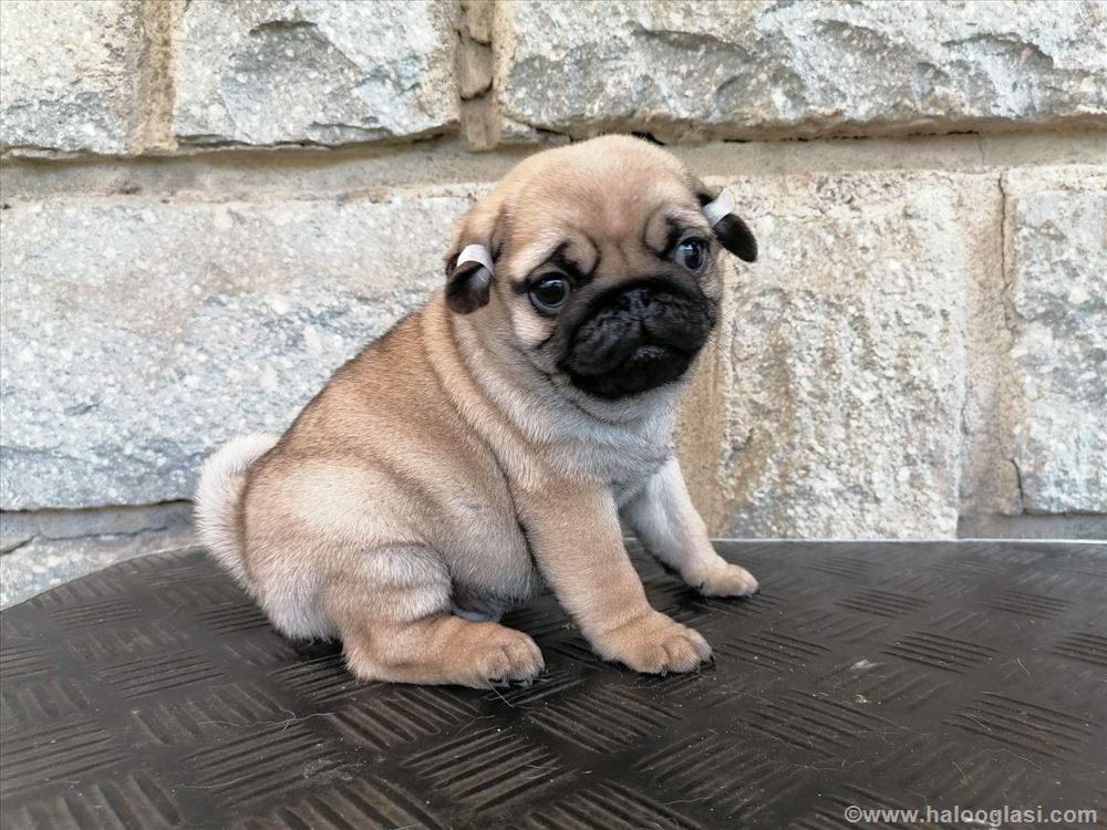 Mops, štene | Halo Oglasi