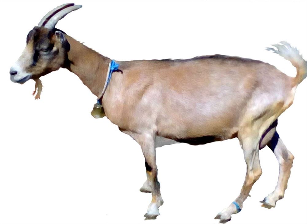 Koza na prodaju | Halo Oglasi