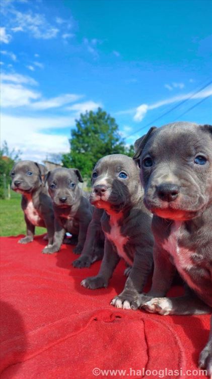 Pit bul terijer, plavi (blue nose) | Halo Oglasi