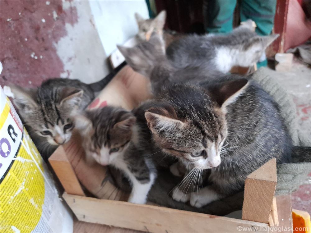 6 šećerlema | Halo Oglasi