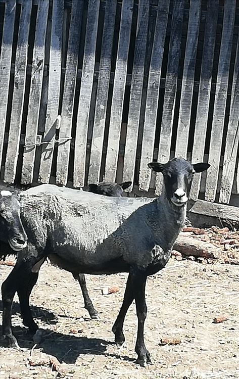 Ovan Romanovske rase | Halo Oglasi