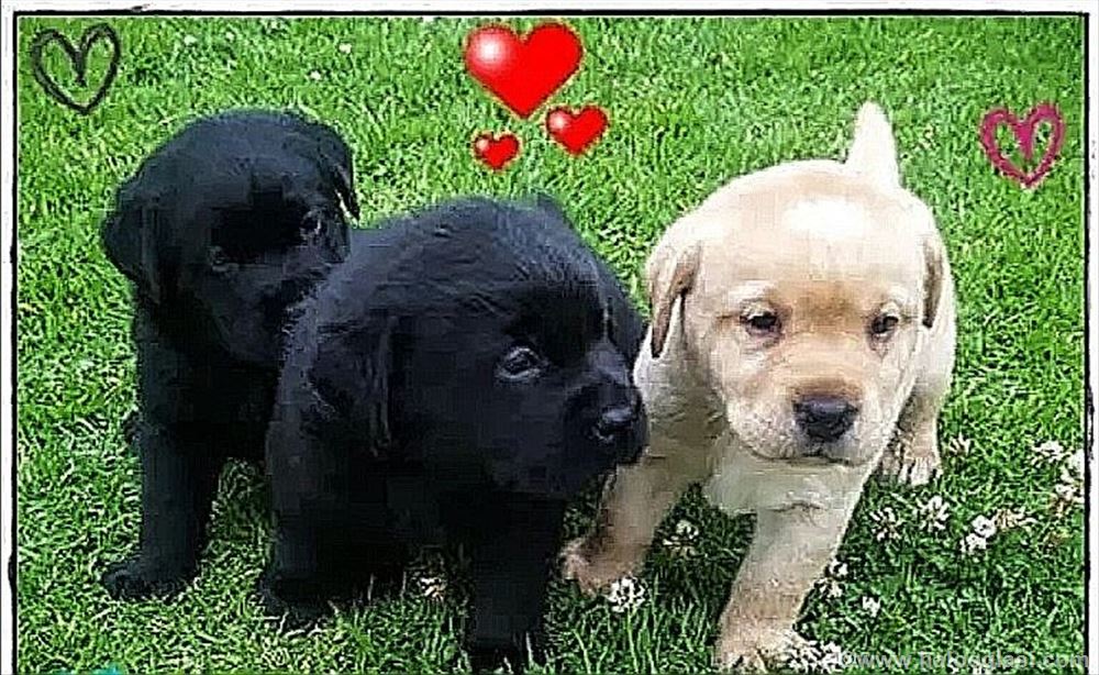 Labrador retriver najlepše bebe | Halo Oglasi