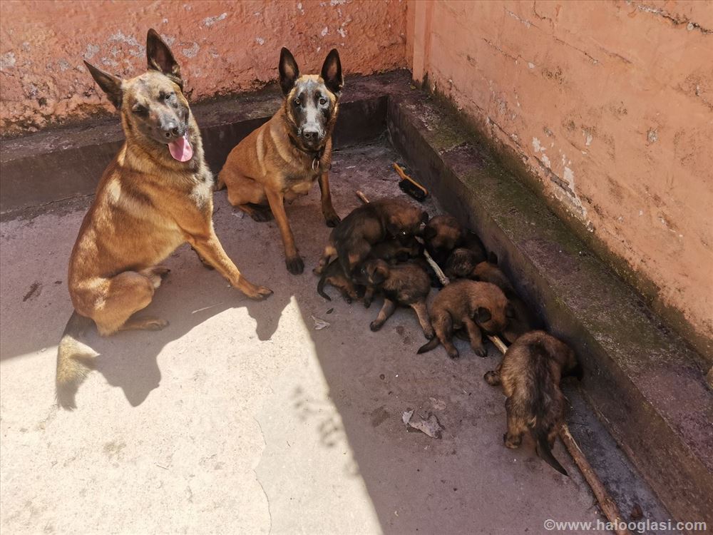 Malinoa štenci na prodaju | Halo Oglasi