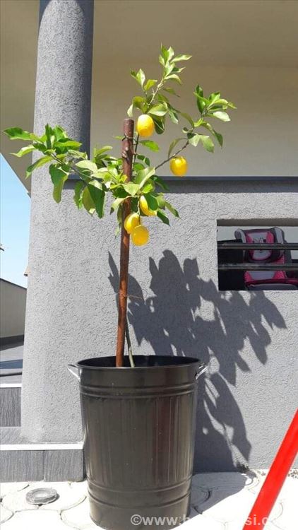 Limun-sadnice extra! | Halo Oglasi