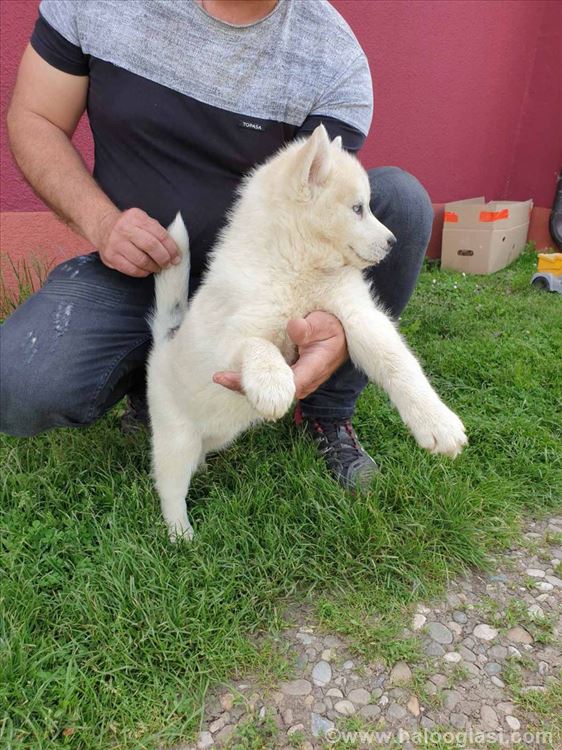 Sibirski haski , štene | Halo Oglasi