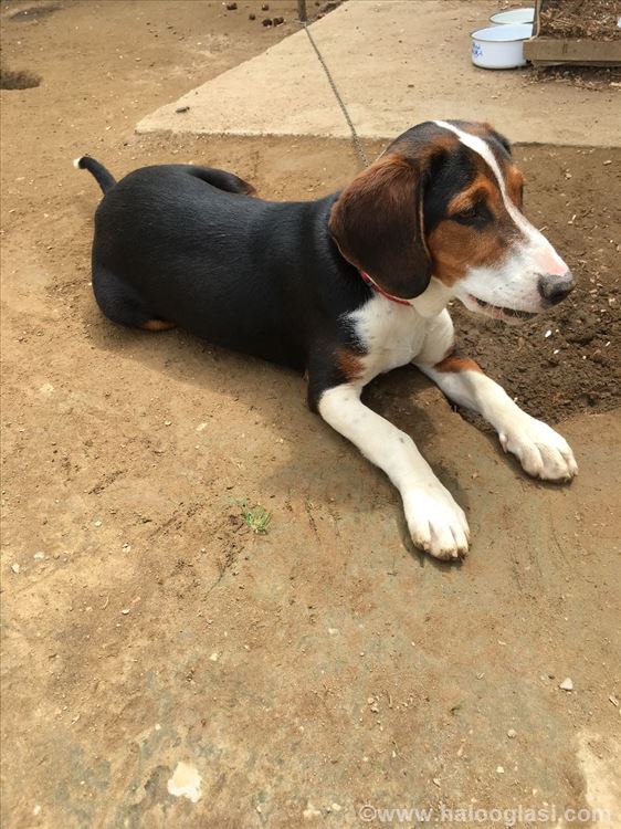 Srpski gonič, mlad pas | Halo Oglasi