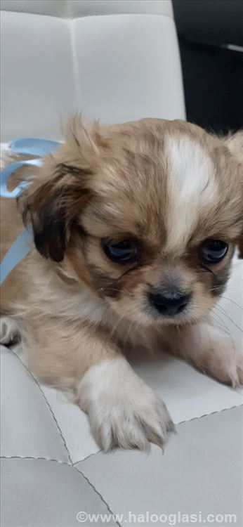 Pekinezer, dečak, štene | Halo Oglasi