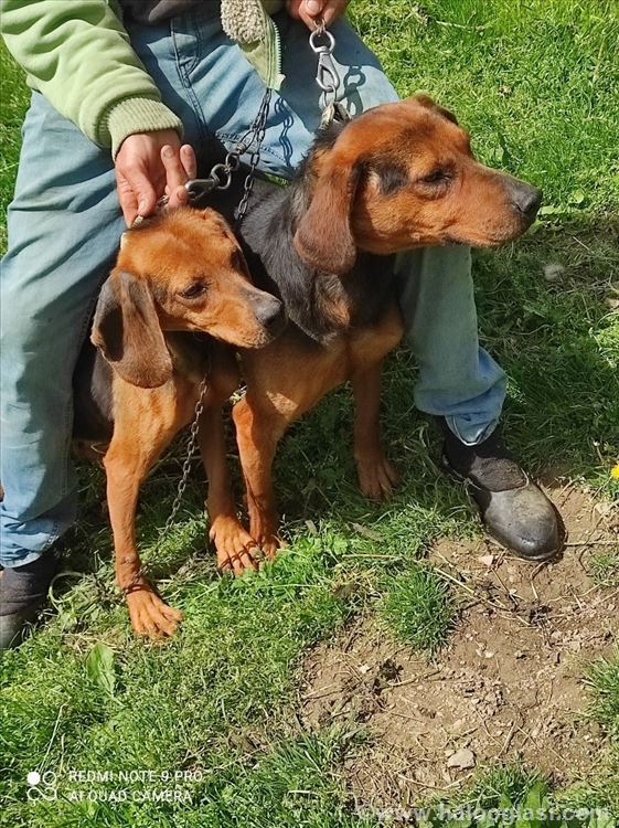 Srpski gonič, odrastao pas | Halo Oglasi