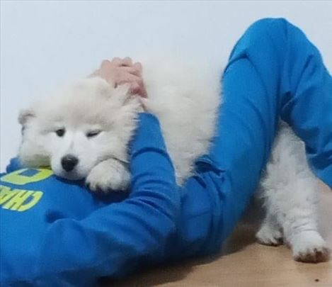 Oglasi za pse Samojed | Halo oglasi