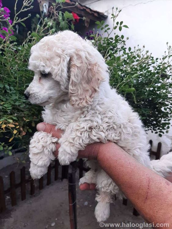 Patuljaste pudle, štenci raznih boja | Halo Oglasi