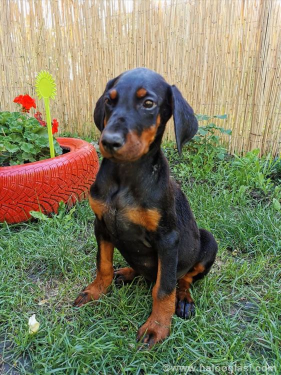 Doberman , štene | Halo Oglasi