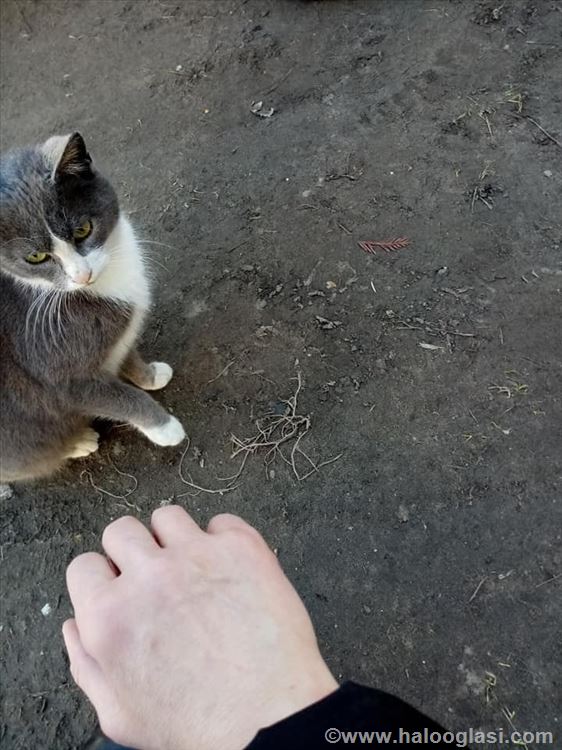 Poklanja se lepa, mlada, umiljata maca | Halo Oglasi