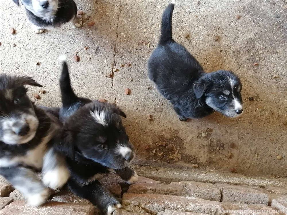 Sibirski haski, štene | Halo Oglasi