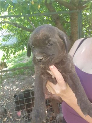 Prodaja pasa i psi na poklon Cane corso | Halo oglasi