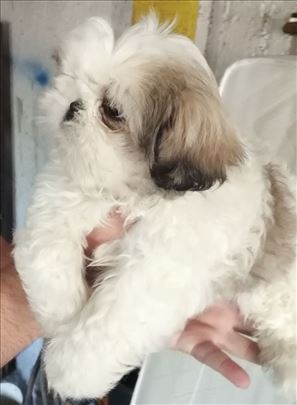 Prodaja pasa i psi na poklon Ši-cu | Halo oglasi