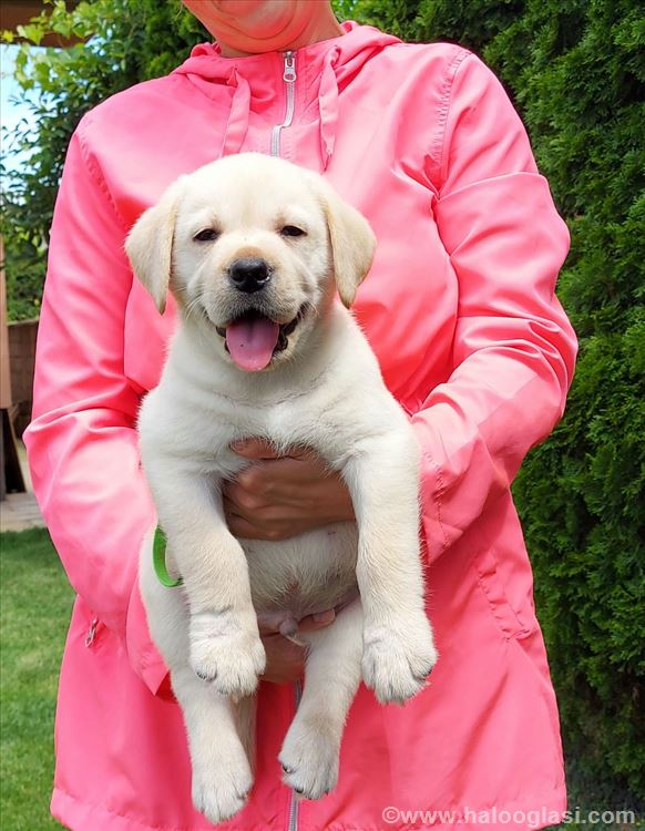 Labrador retriver, štene | Halo Oglasi