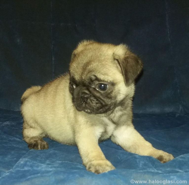 Mops, štene | Halo Oglasi