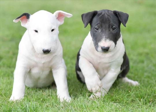 Oglasi za pse Bul terijer | Halo oglasi