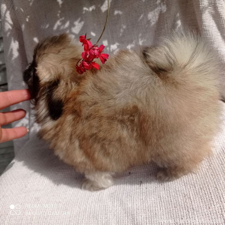 Pekinezer, štene | Halo Oglasi